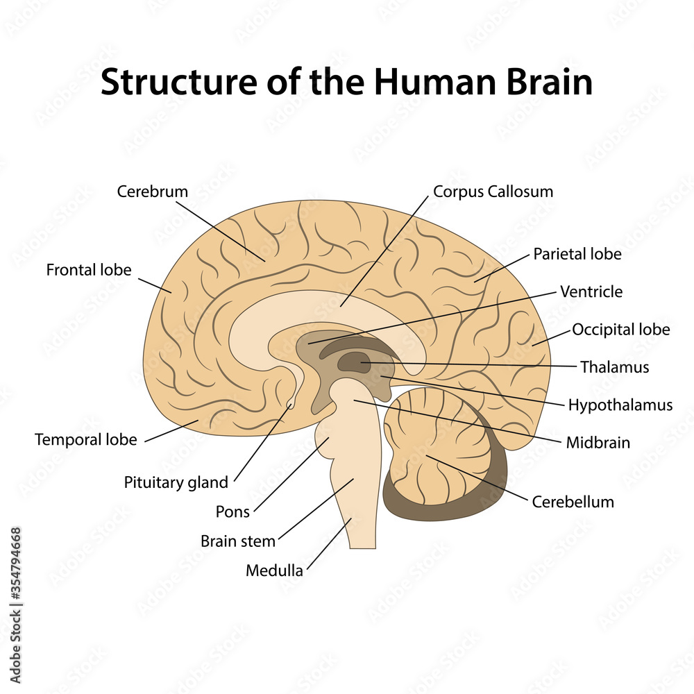Structure of the human brain with main parts labeled. Sagittal view of ...