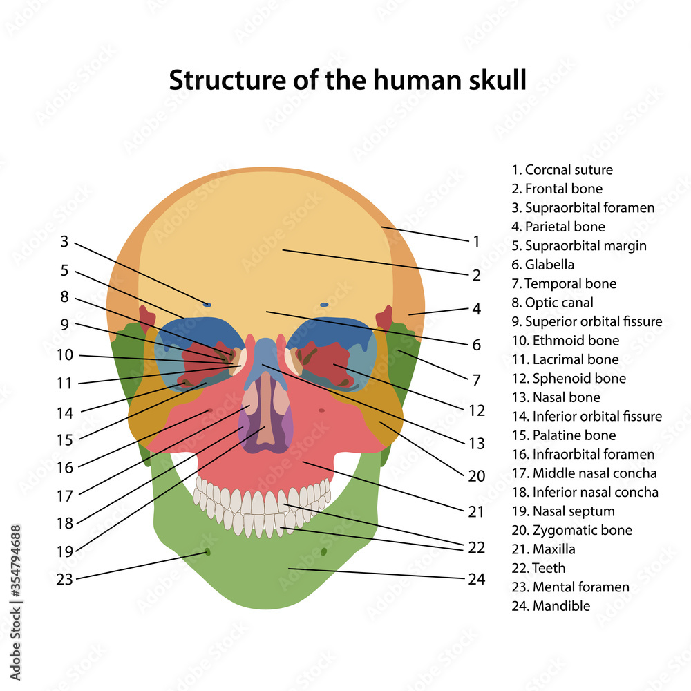 Structure of the human skull with main parts colored and labeled ...