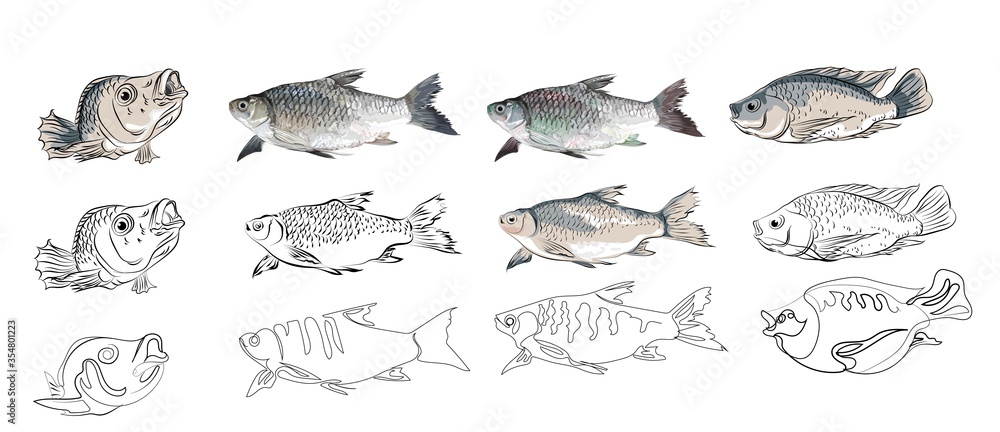 Rohu Fish or Roho Labeo vector illustration realistic and cartoon fish ...