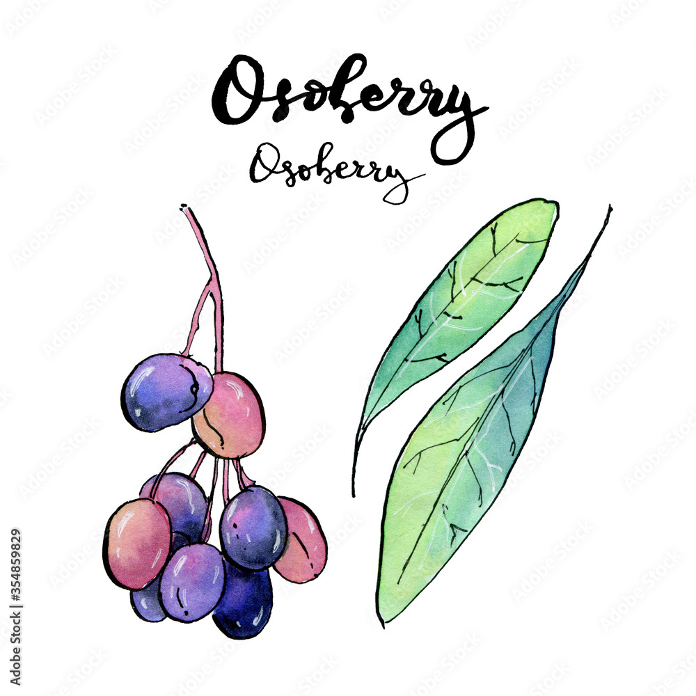 hand drawn painted set of watercolor sketch of isolated berries ...