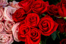 Vermillion Rose Free Stock Photo - Public Domain Pictures