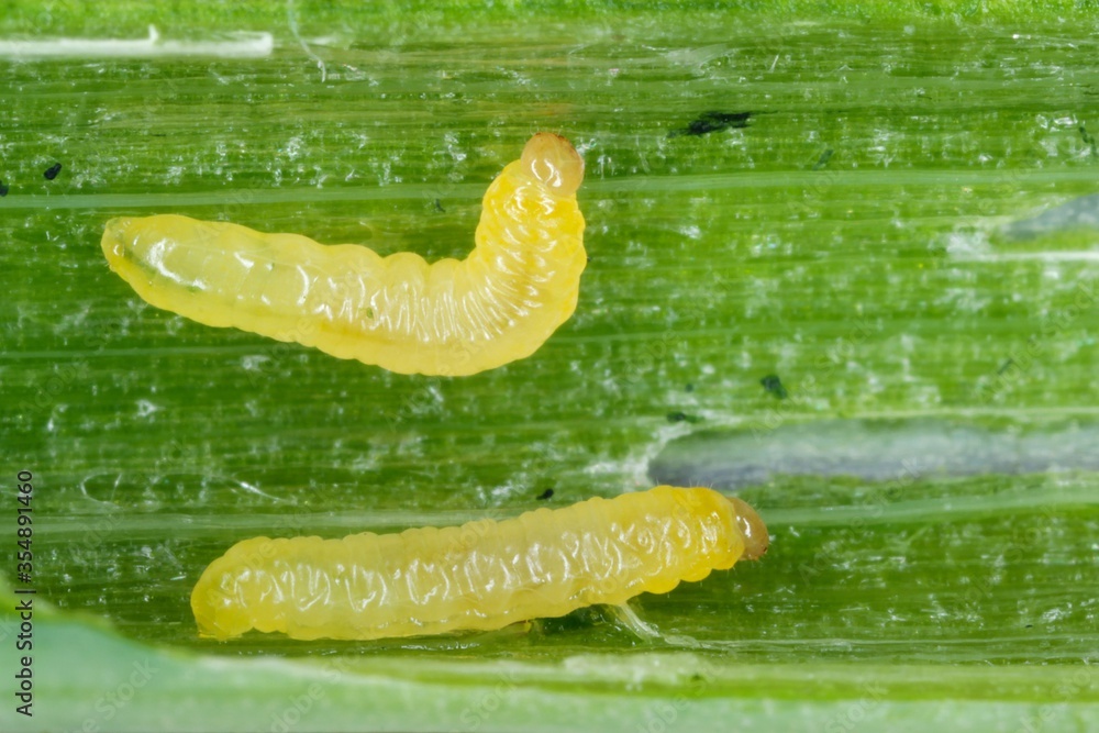 Larvae of onion weevil Oprohinus suturalis or Ceutorhynchus a pest of ...