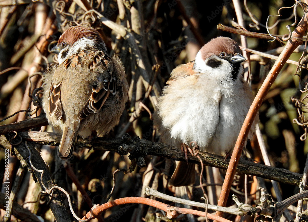 ptak wróbel mazurek zasiedlajacy obrzeza wsi kolo miasta lomża na ...