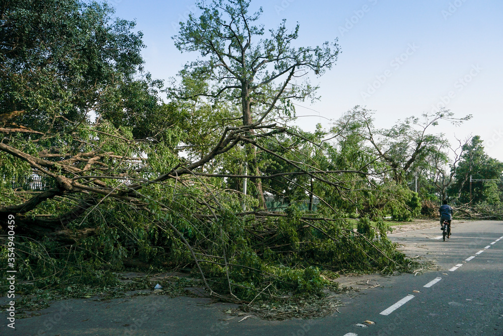 Super cyclone Amphan uprooted tree which fell and blocked pavement. The ...