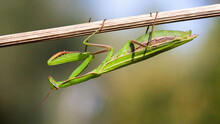 Upside Down Praying Mantis Free Stock Photo - Public Domain Pictures