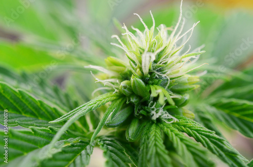 Rare plant, educational photography of hermaphrodite cannabis plant ...