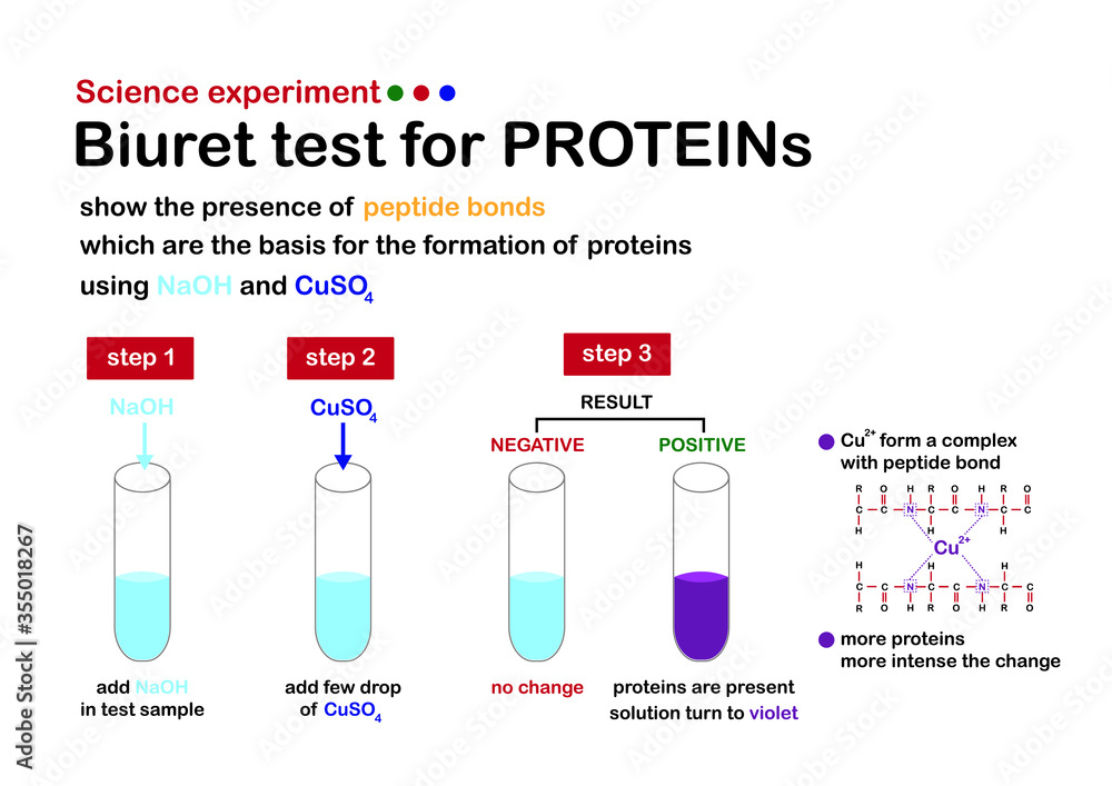 เวกเตอร์ Stock Scientific diagram show biuret experiment for protein ...
