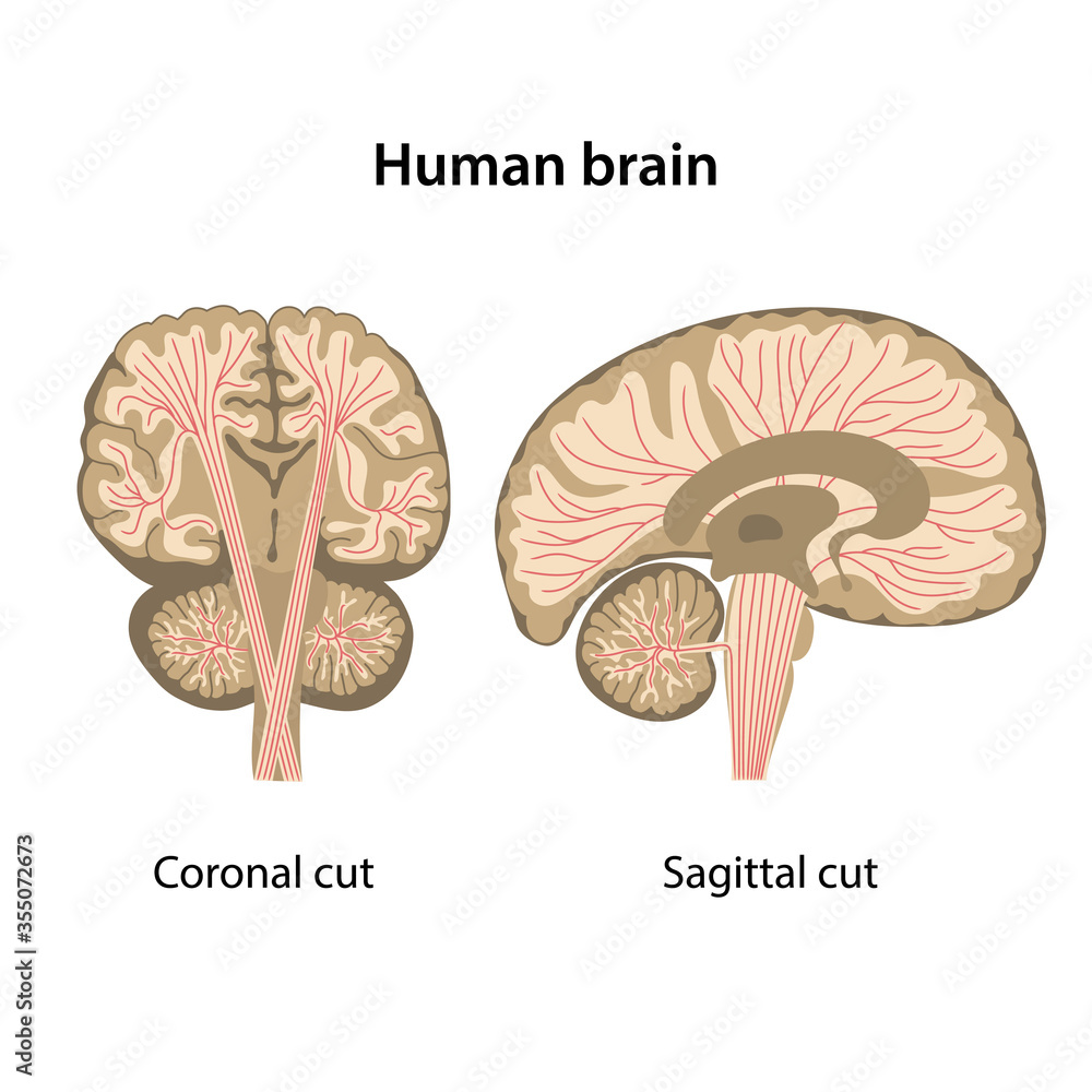 Human brain. Coronal and sagittal cut of the human brain. Diagram ...