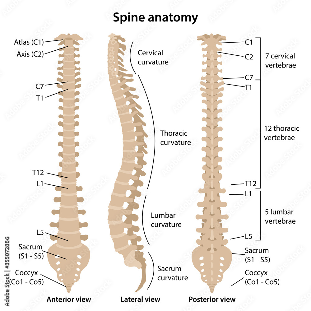 Human vertebral column in front, profile and back with main parts ...