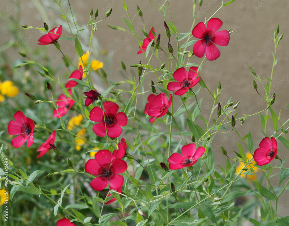 Linum grandiflorum 'Rubrum' | Red or scarlet flax flower with five red ...