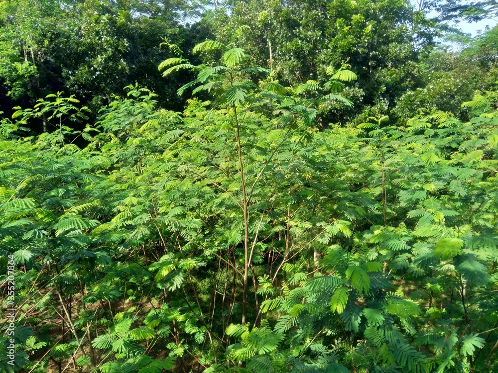 Albizia chinensis (silk tree, Chinese albizia, kool, khang hung, kang ...
