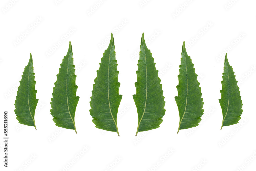 Neem Patta With White Background. Stock Photo | Adobe Stock