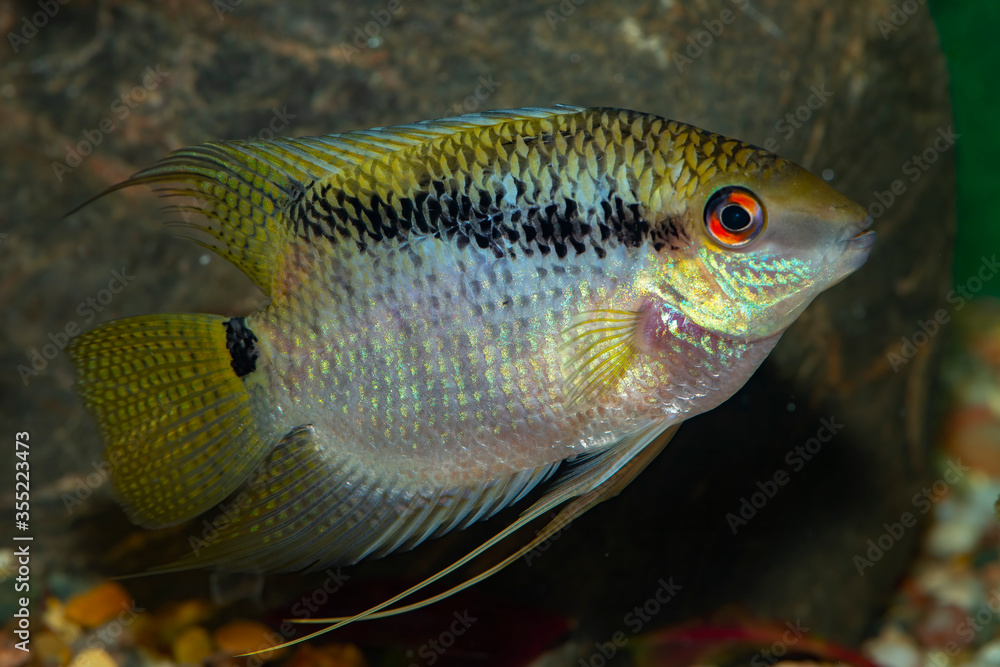 Foto de Stock Aquarium tropical fish. Mesonauta festiva, the flag ...