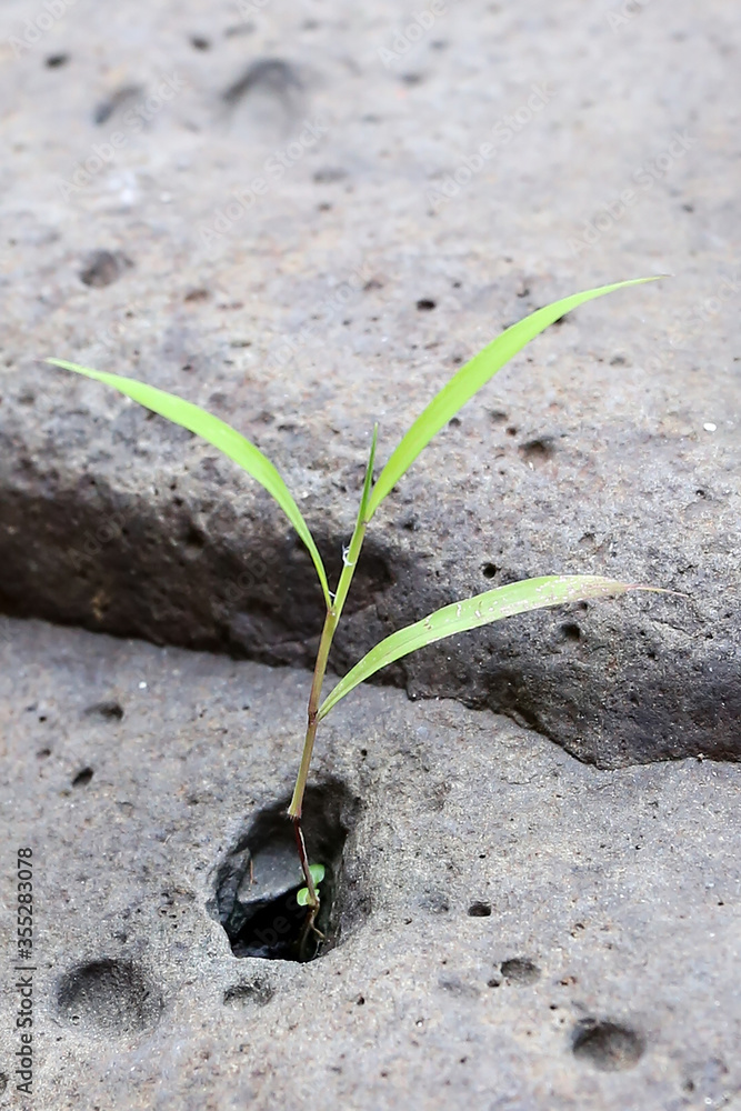 Wild plant growing among stone. Plant growing through the stones, urban ...