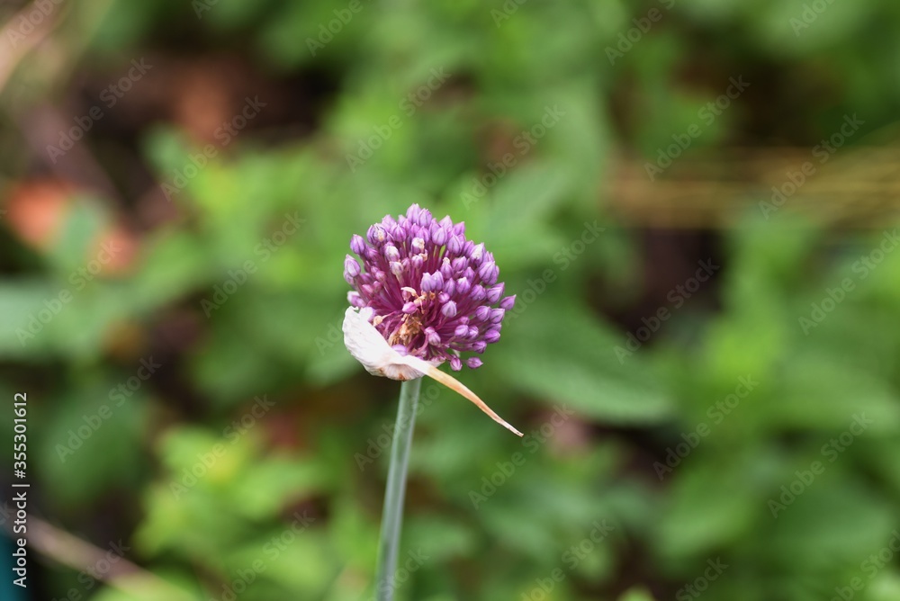 Garlic Flower / Garlic is a perennial herb of Amaryllidaceae Allium ...