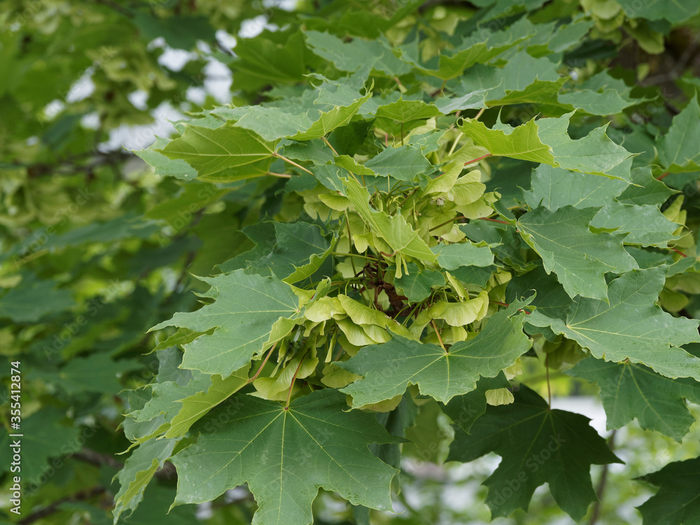 Acer platanoides - Norway maple. Dark green Foliage and fruit. Double ...