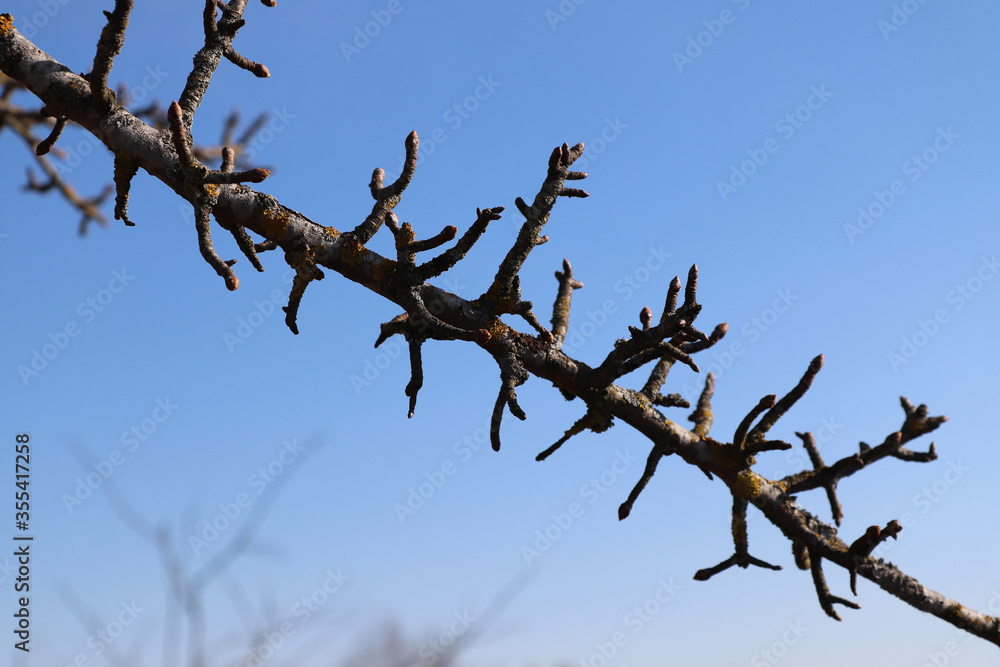 A close up of thorny branch of old wild pear (Pyrus communis) with ...