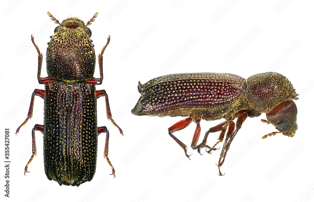 Oriental wood borer, lesser auger beetle (Australia) or oriental ...