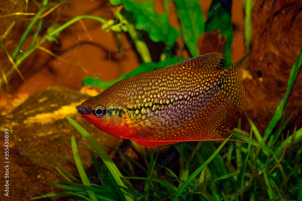 ภาพถ่าย Stock Aquarium fish Trichogaster leeri which is most known as the pearl gourami belongs ...
