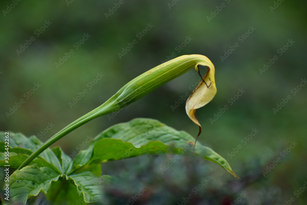 Snake flower Arisaema consanguineum (Himalayan Cobra Lily) seen during ...