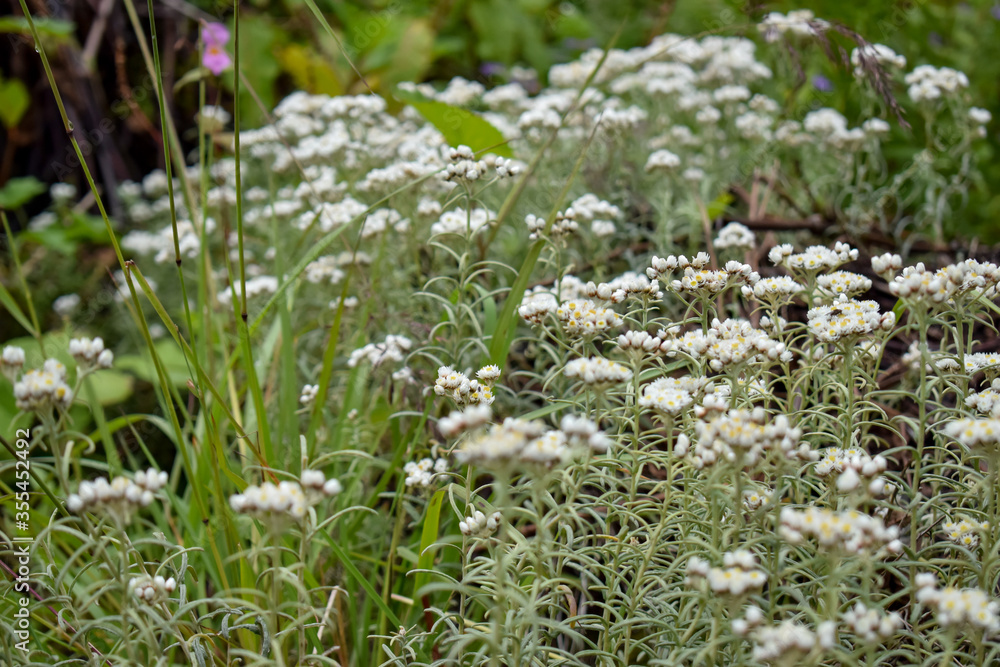 Rare Himalayan flower Anaphalis triplinervis blooming during monsoon ...