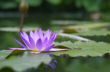 Small Purple Lily Free Stock Photo - Public Domain Pictures