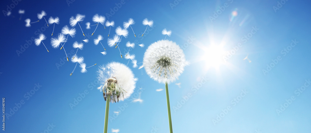 Schöne Pusteblumen Stock Photo | Adobe Stock