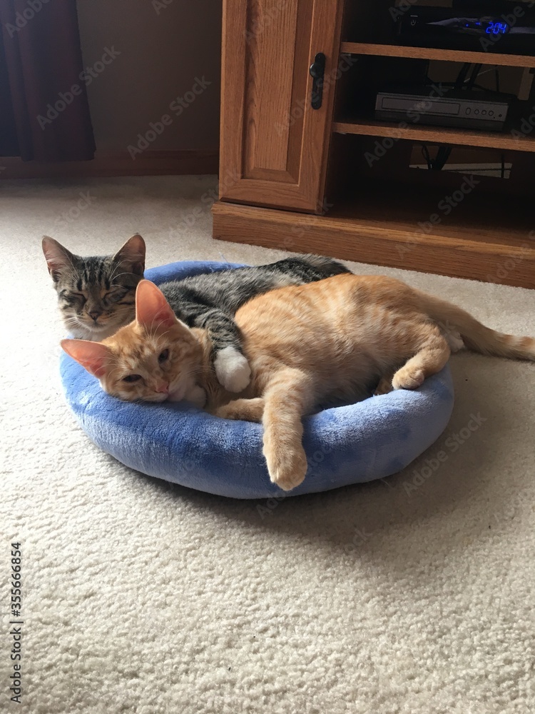 Beautiful orange tabby (ginger) kitten and gray and black tabby ...