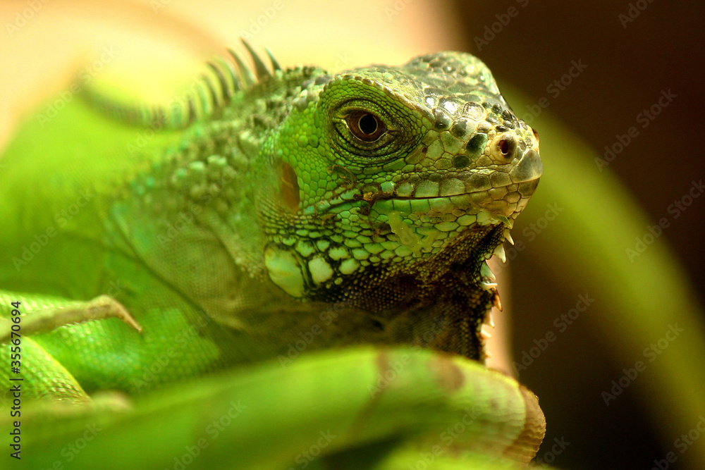 Extinct wildlife animal Green Iguanas walking on ground. Extinct Animal ...