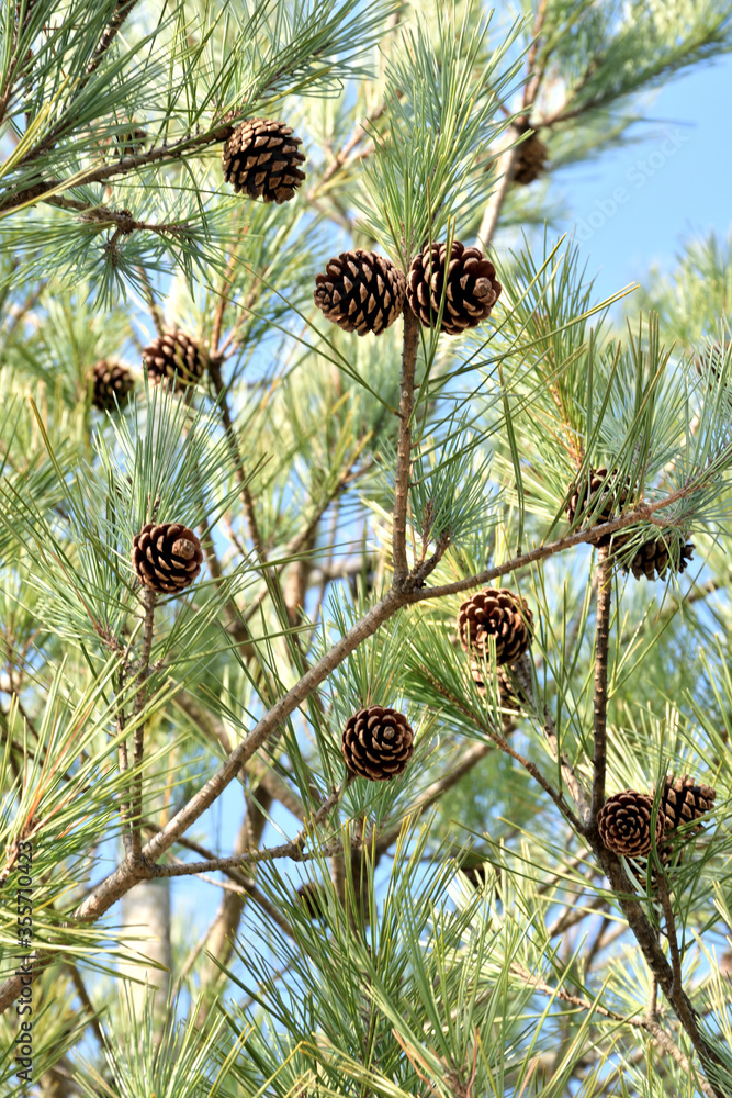 Pinecone of the Japanese red pine - Pinus densiflora. It is called "Aka ...