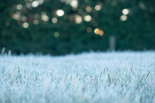 Winter Grass Free Stock Photo - Public Domain Pictures
