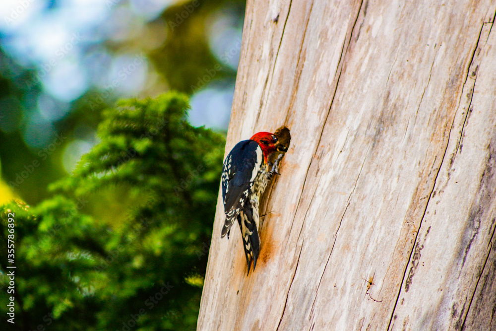 Yellow-Bellied Sapsucker (Sphyrapicus varius). A female Yellow-bellied ...