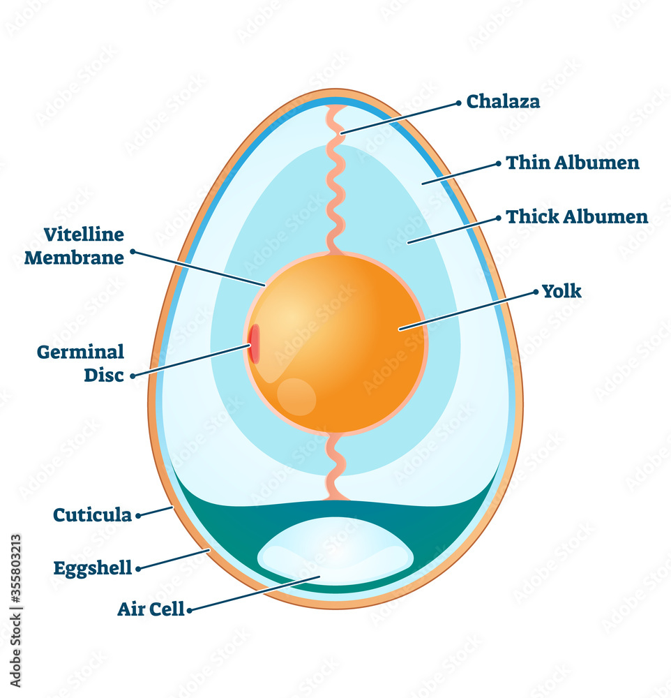 Egg structure vector illustration. Labeled educational anatomy info ...