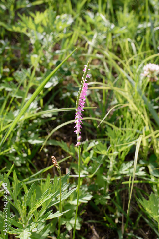 Spiranthes sinensis - It is called "Nejibana" in Japan. Stock Photo ...
