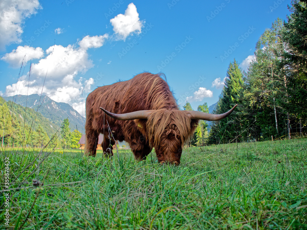 Highland cattle (known as Hairy coo or Bò Ghàidhealach in Scottish ...