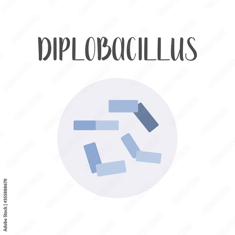 Diplobacillus. Bacteria classification. Rod-shaped shapes of bacteria ...