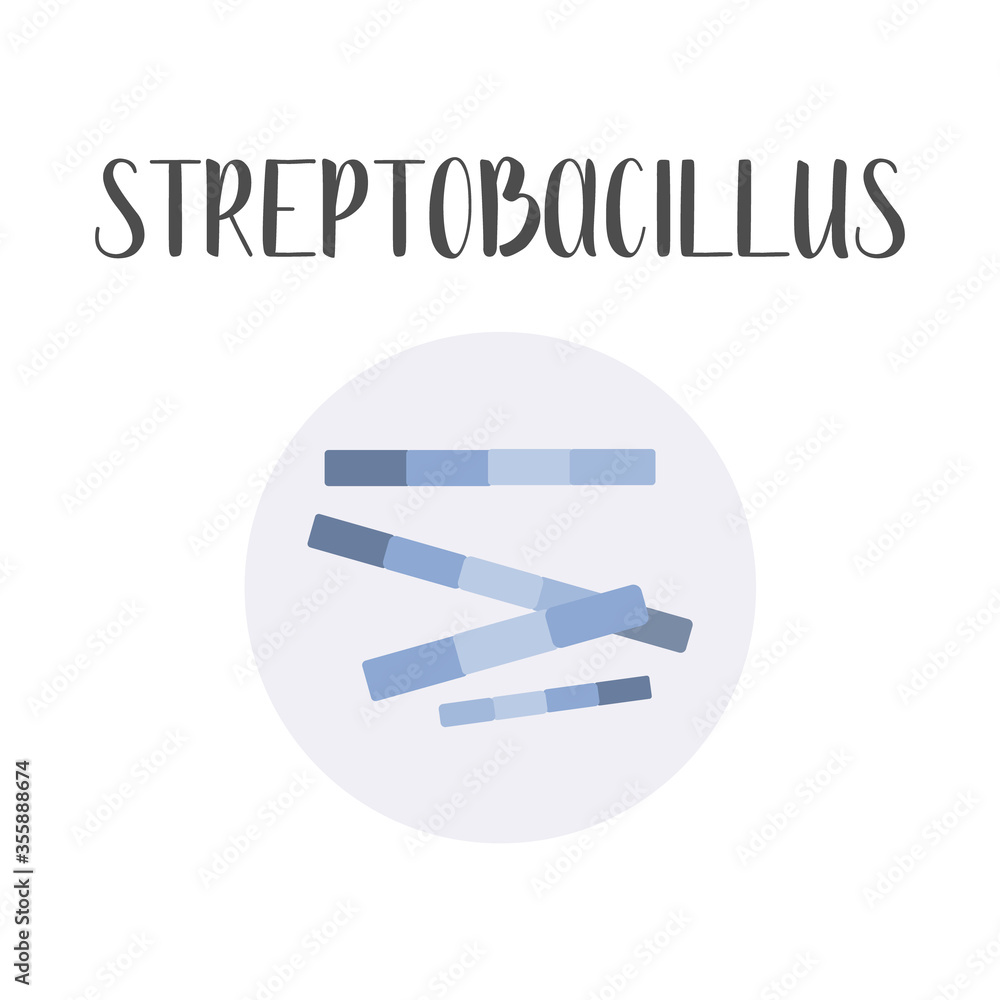 Streptobacillus. Bacteria classification. Rod-shaped shapes of bacteria ...