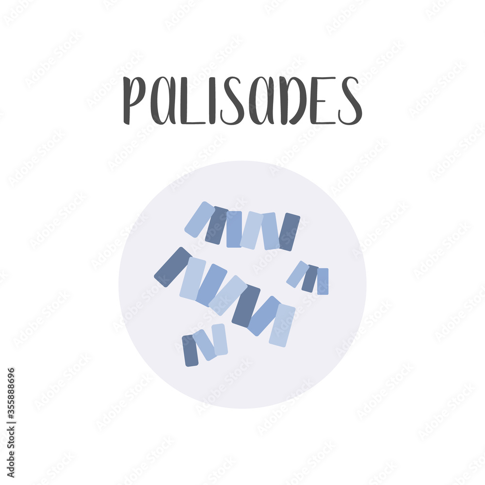 Palisades. Bacteria classification. Rod-shaped shapes of bacteria ...