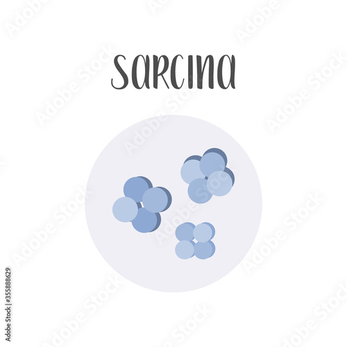 Sarcina. Bacteria classification. Spherical shapes of bacteria, cocci ...