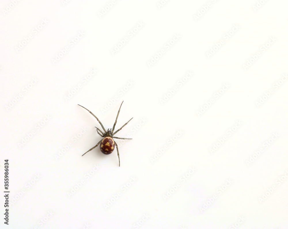 solated False Widow spider. Scientific name Steatoda nobilis. There six ...