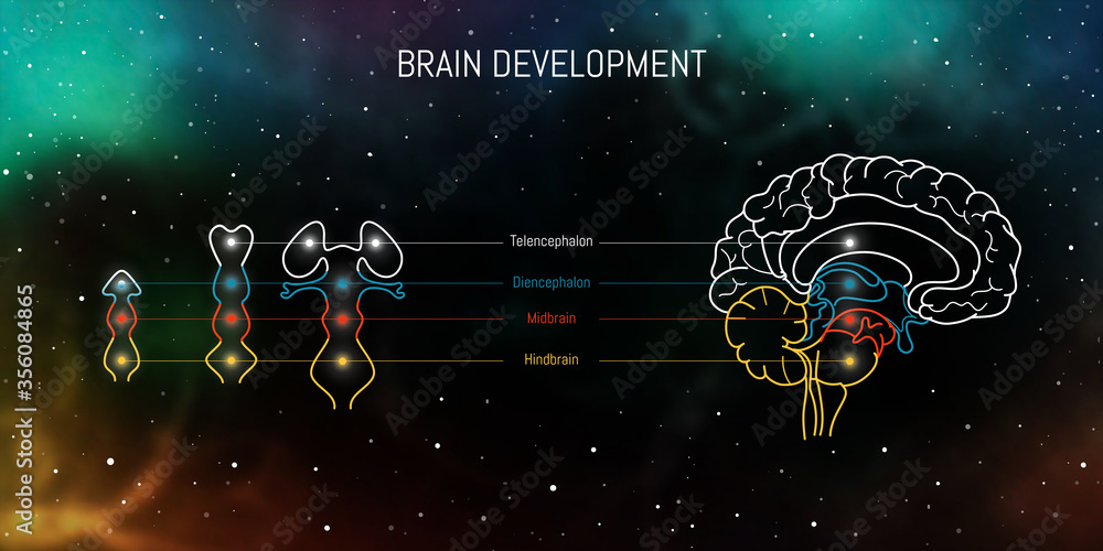 Neuroscience infographic on space background. Human brain evolution ...
