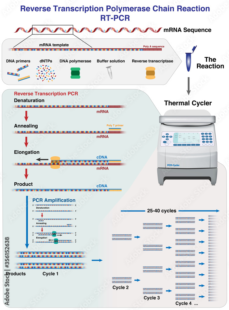 The different stages and cycles of mRNA and cDNA molecules ...