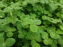 Clovers In The Rain Free Stock Photo - Public Domain Pictures