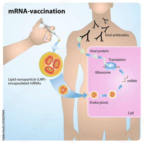 m-RNA vaccination covid-19, schematic representation Stock Illustration ...