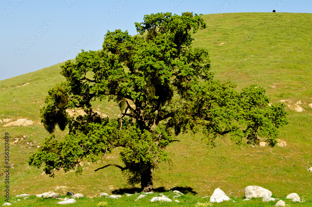 Valley Oak (Quercus lobata) at the base of the Tehachapi Mountains ...