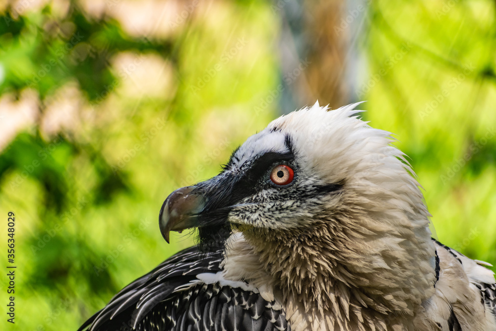 Rare large bird, the Bearded vulture listed in the red book of Russia ...