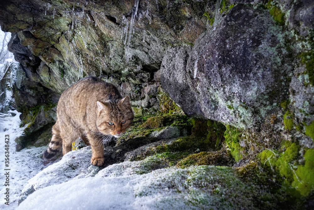 European wildcat in beautiful nature habitat. Very rare and endangered ...