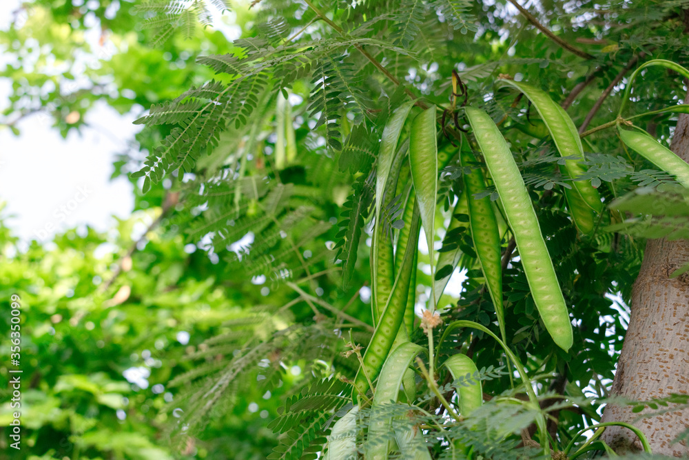 Albizia chinensis (silk tree, Chinese albizia kang luang, cham, sengon ...