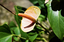 Green Laceleaf Plant Free Stock Photo - Public Domain Pictures