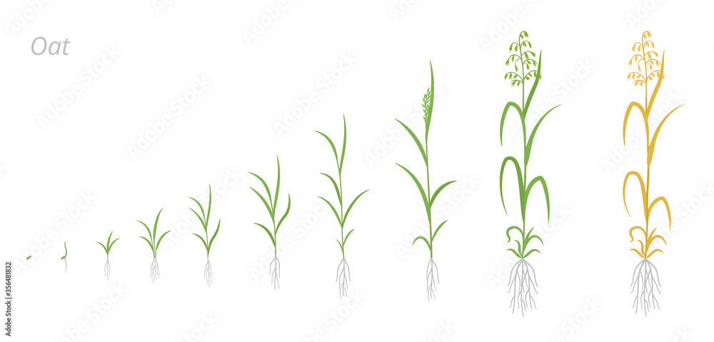 Oat plant growth stages development. Avena sativa. Species of cereal ...